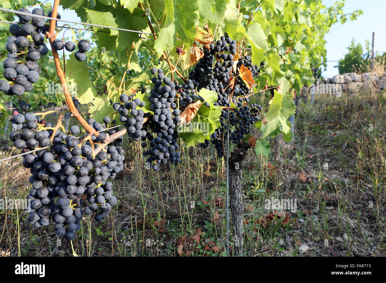 Germany Lauda town Vineyard Stock Photo - Alamy