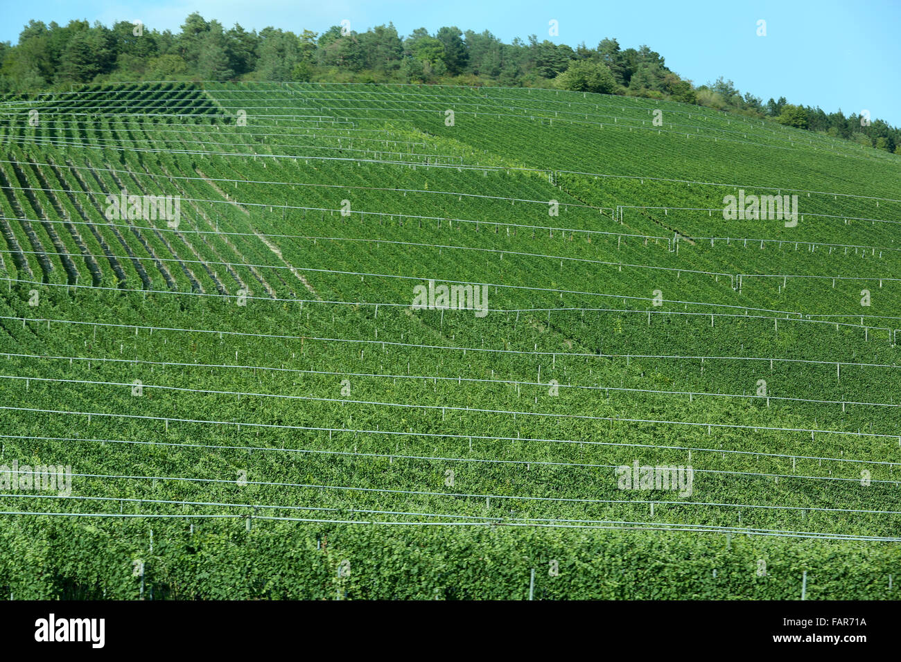 Germany Lauda town Stock Photo - Alamy
