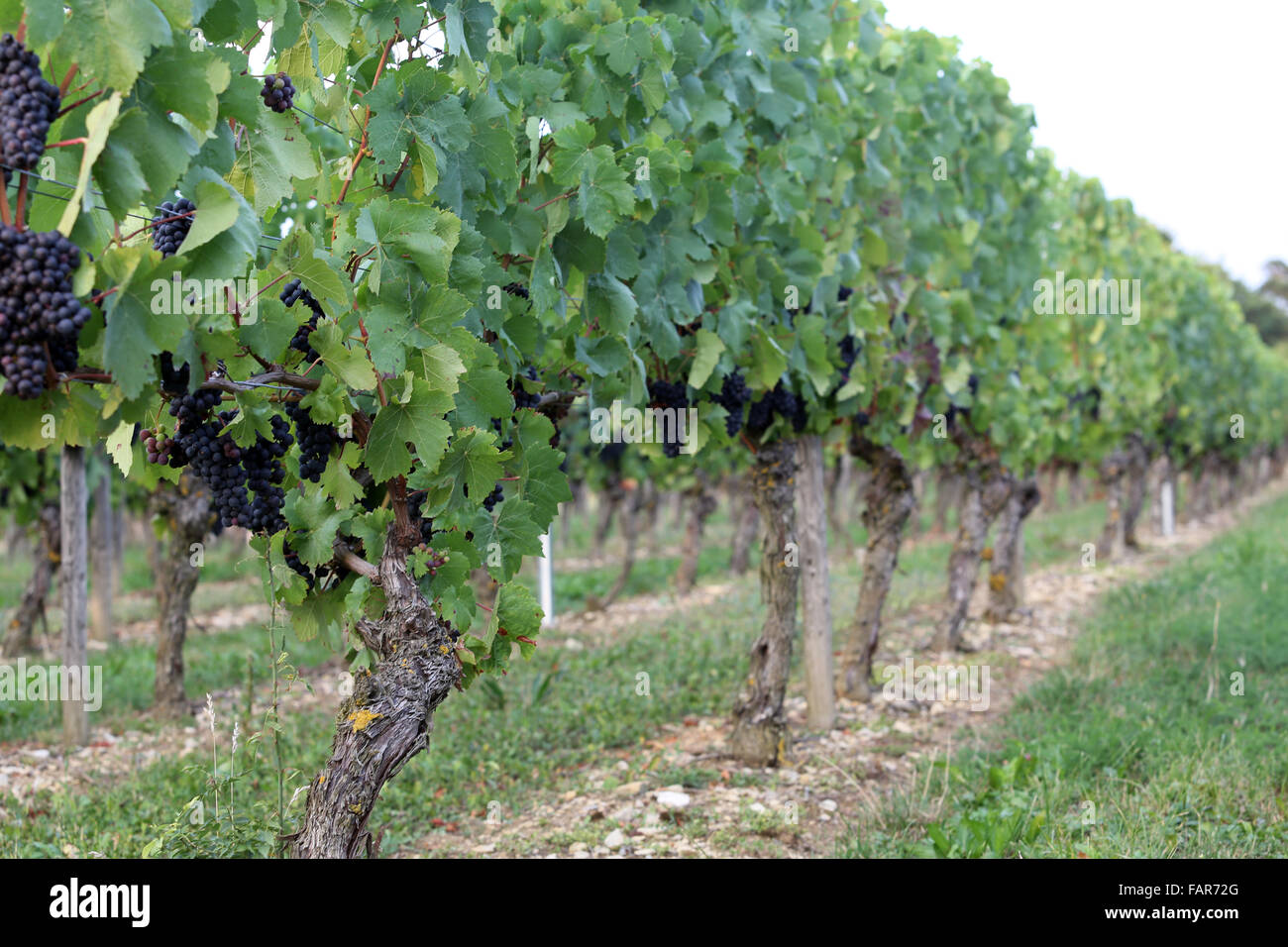Germany Lauda town Stock Photo - Alamy