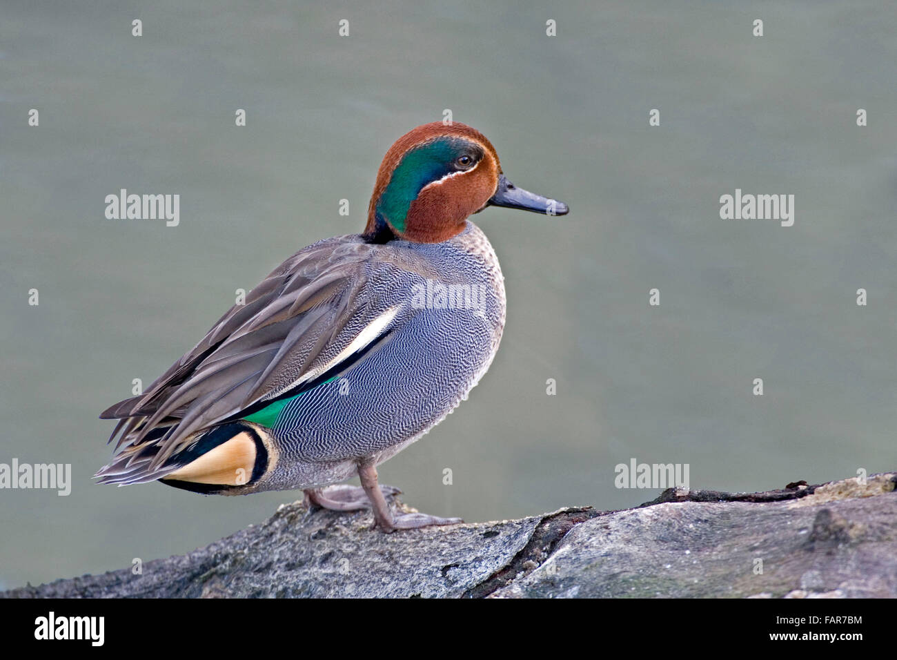 Eurasian teal anas crecca hi-res stock photography and images - Alamy