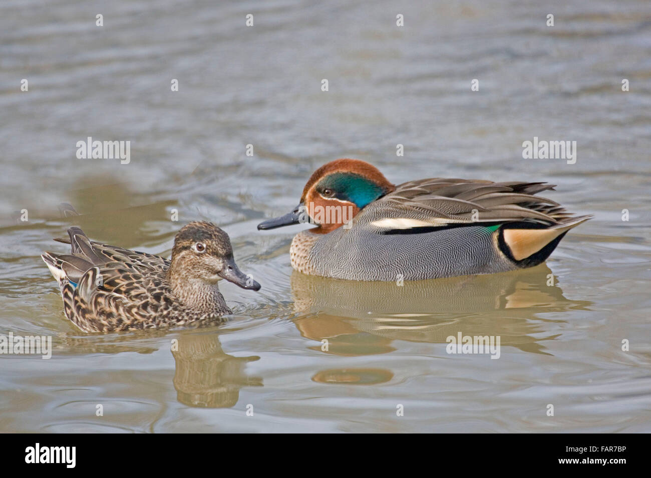 Pair of Eurasian Teal, Anas crecca, swimming Stock Photo - Alamy