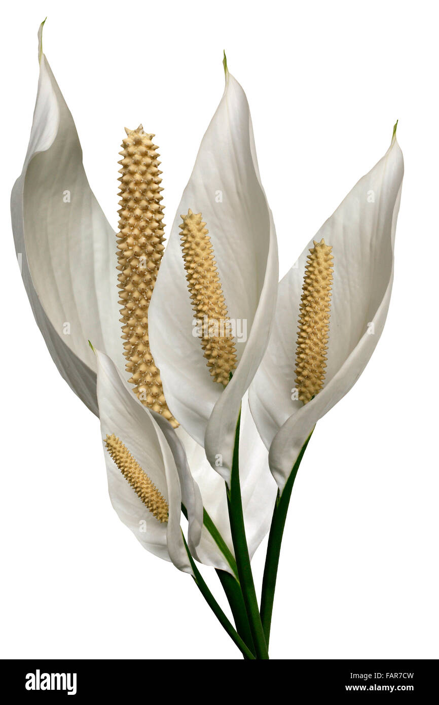 a bunch of peace lilies on white background Stock Photo - Alamy