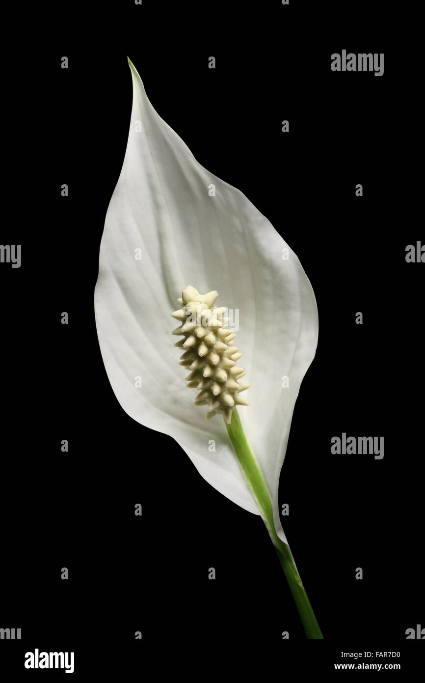 peace lily with a black background Stock Photo - Alamy