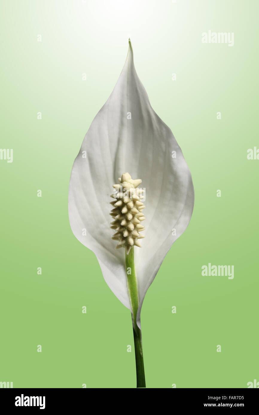 a lovely white peace lily on green background Stock Photo - Alamy