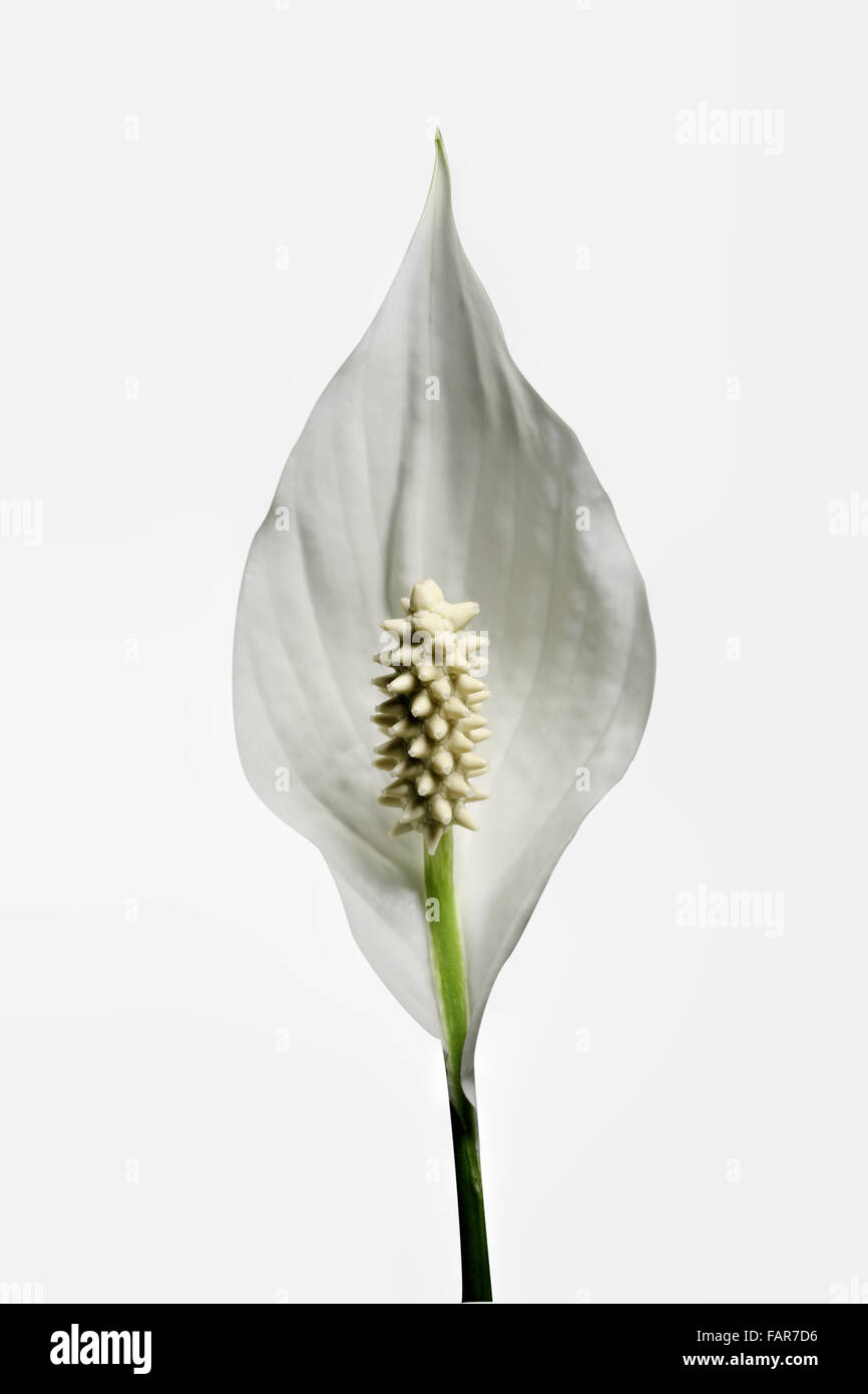 Peace Lily Plant Stock Photos & Peace Lily Plant Stock Images - Alamy