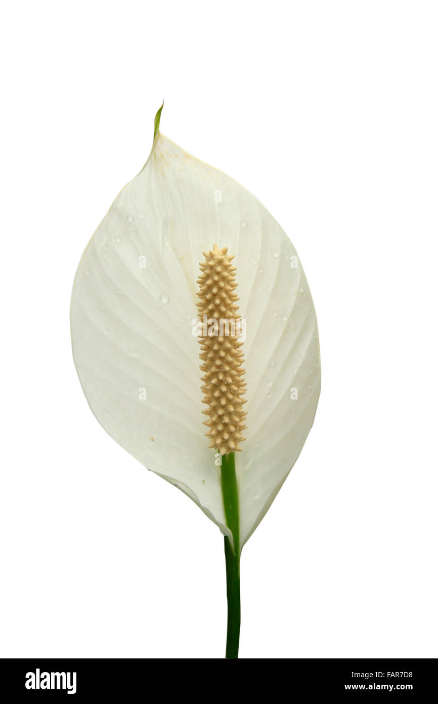 a single peace lily on a white background Stock Photo - Alamy