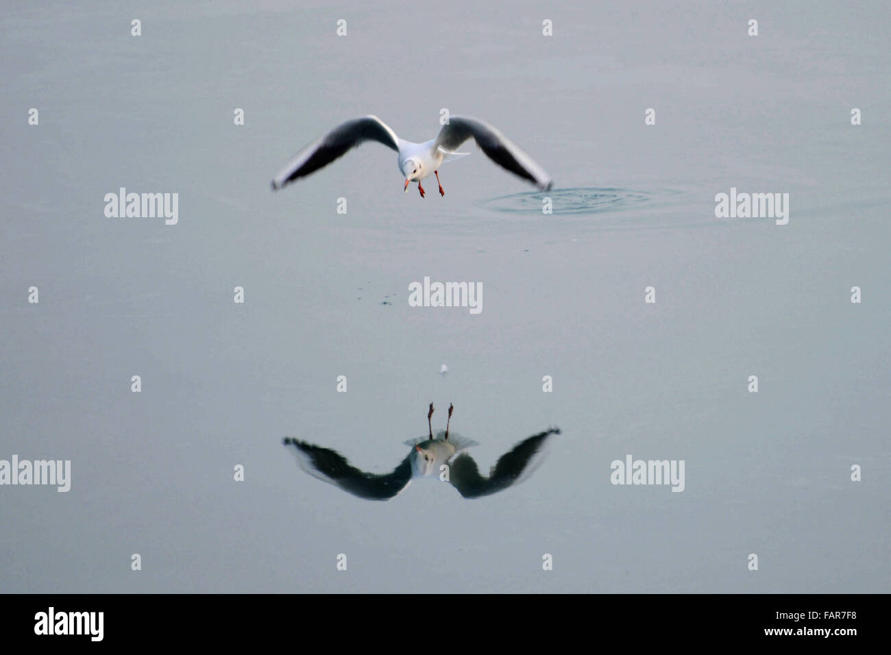 Qingdao, China's Shandong Province. 3rd Jan, 2016. A black-headed gull ...