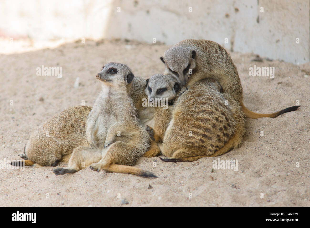 Surikata surikatta hi-res stock photography and images - Alamy