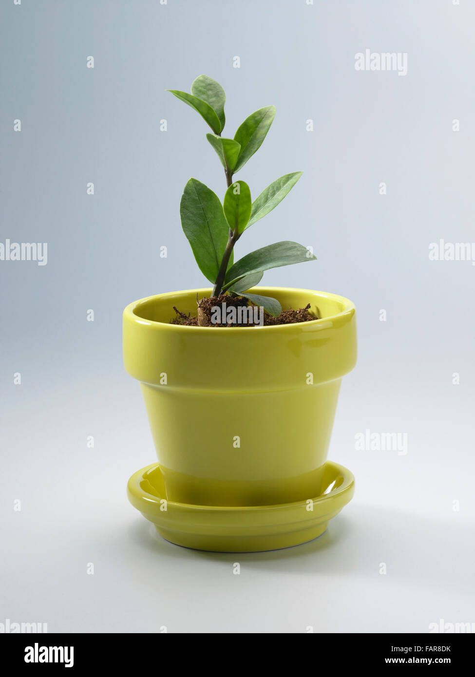 Plotted plants hi-res stock photography and images - Alamy