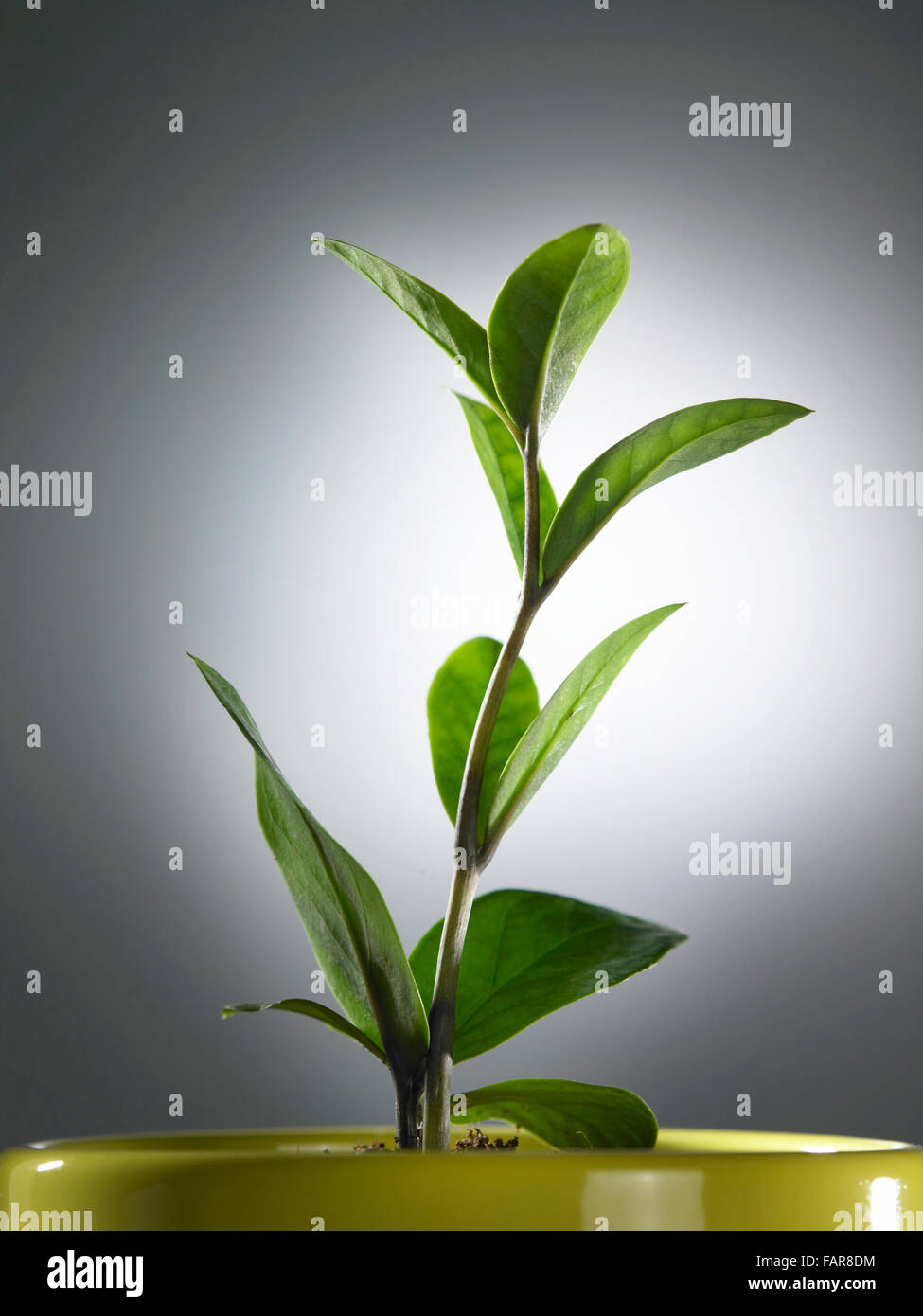 close up of plant growing Stock Photo - Alamy