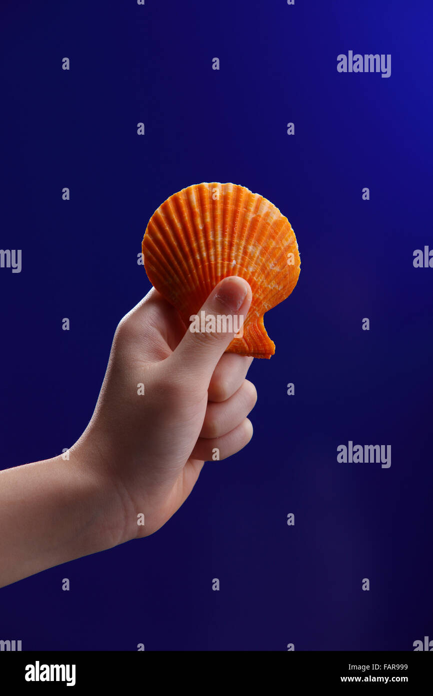 Human hand holding a seashell Stock Photo - Alamy