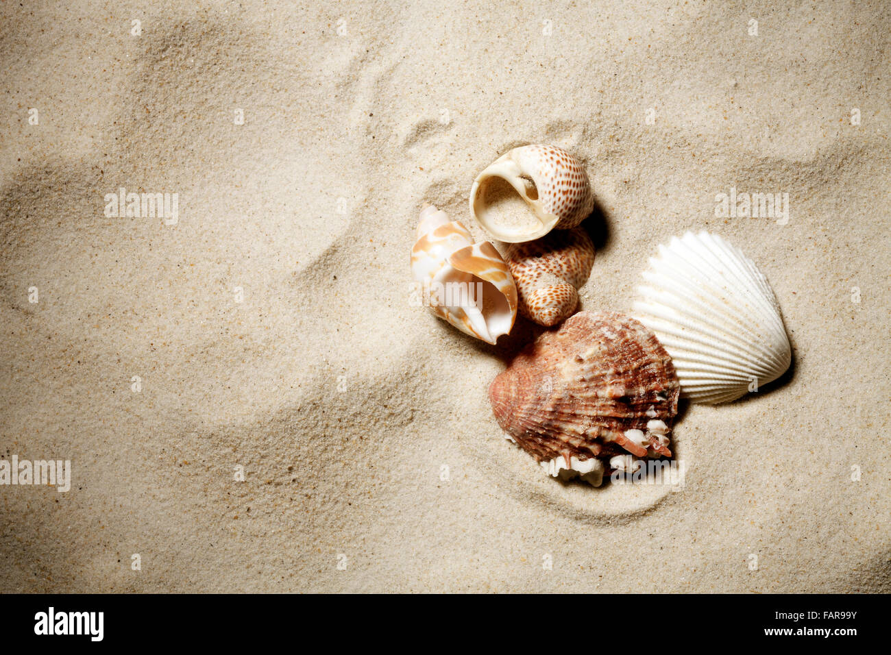 Rare seashells hi-res stock photography and images - Alamy