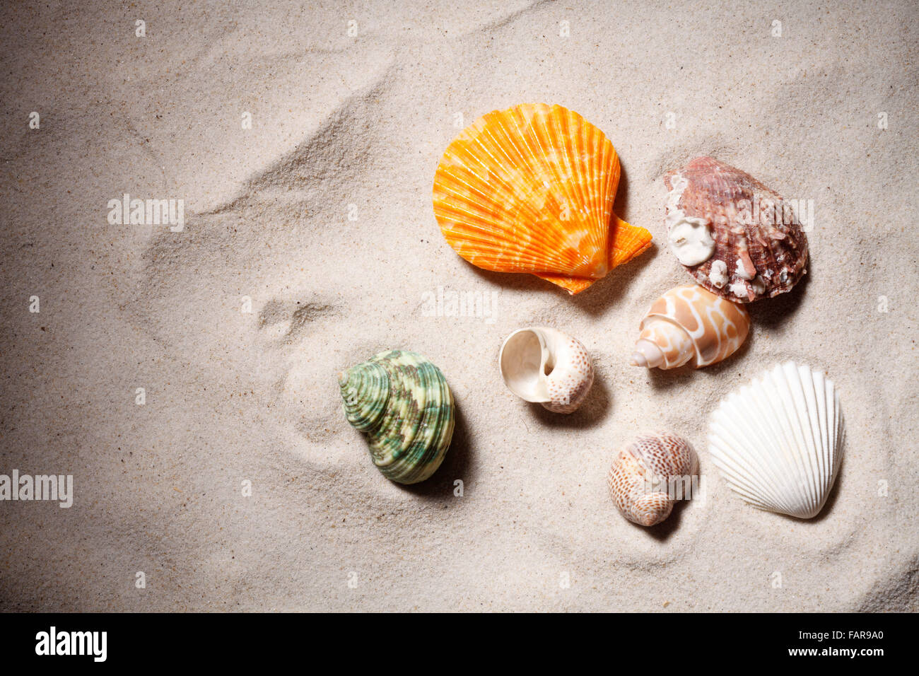 Rare seashells hi-res stock photography and images - Alamy