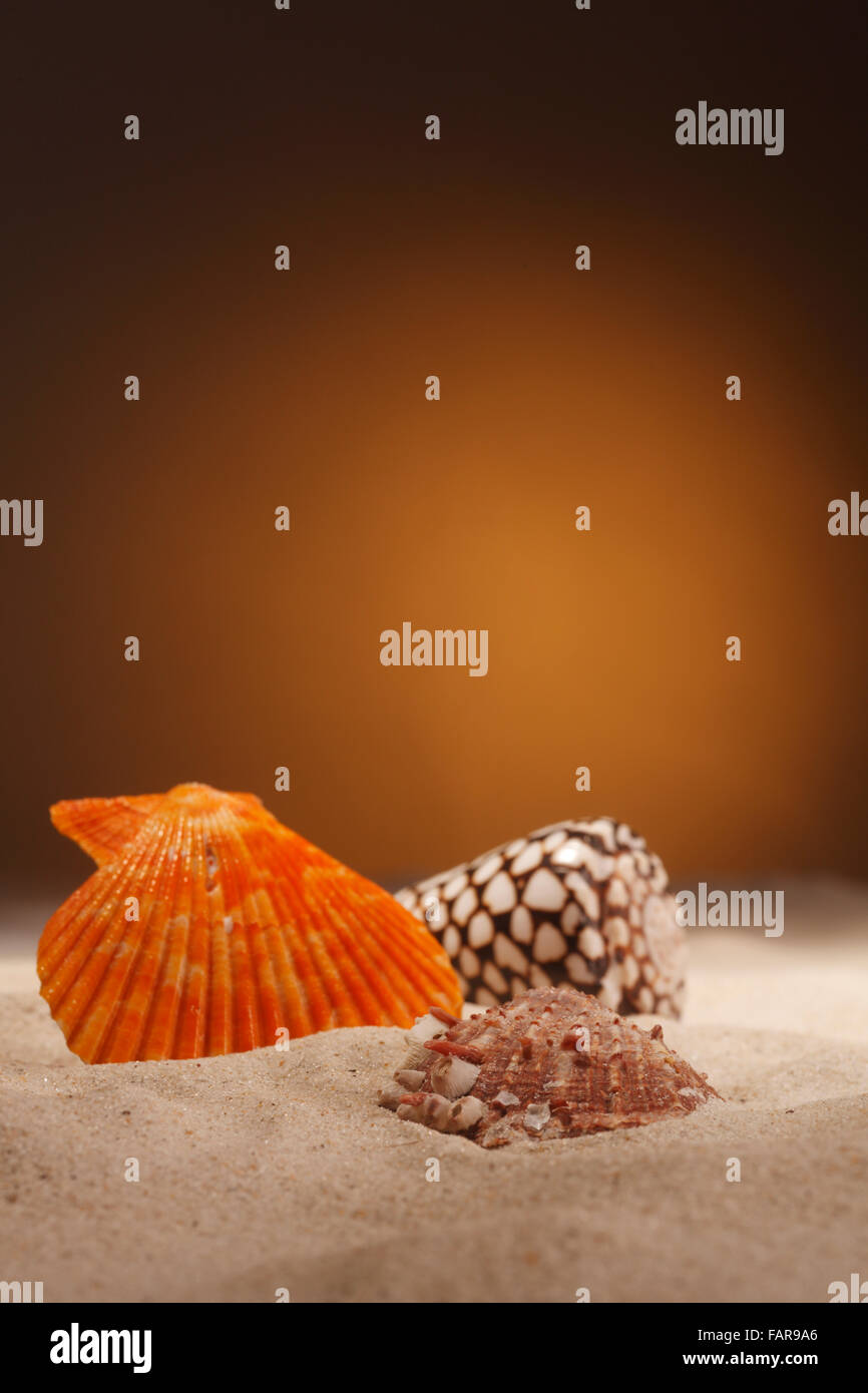 Seashells isolated on the sand Stock Photo - Alamy