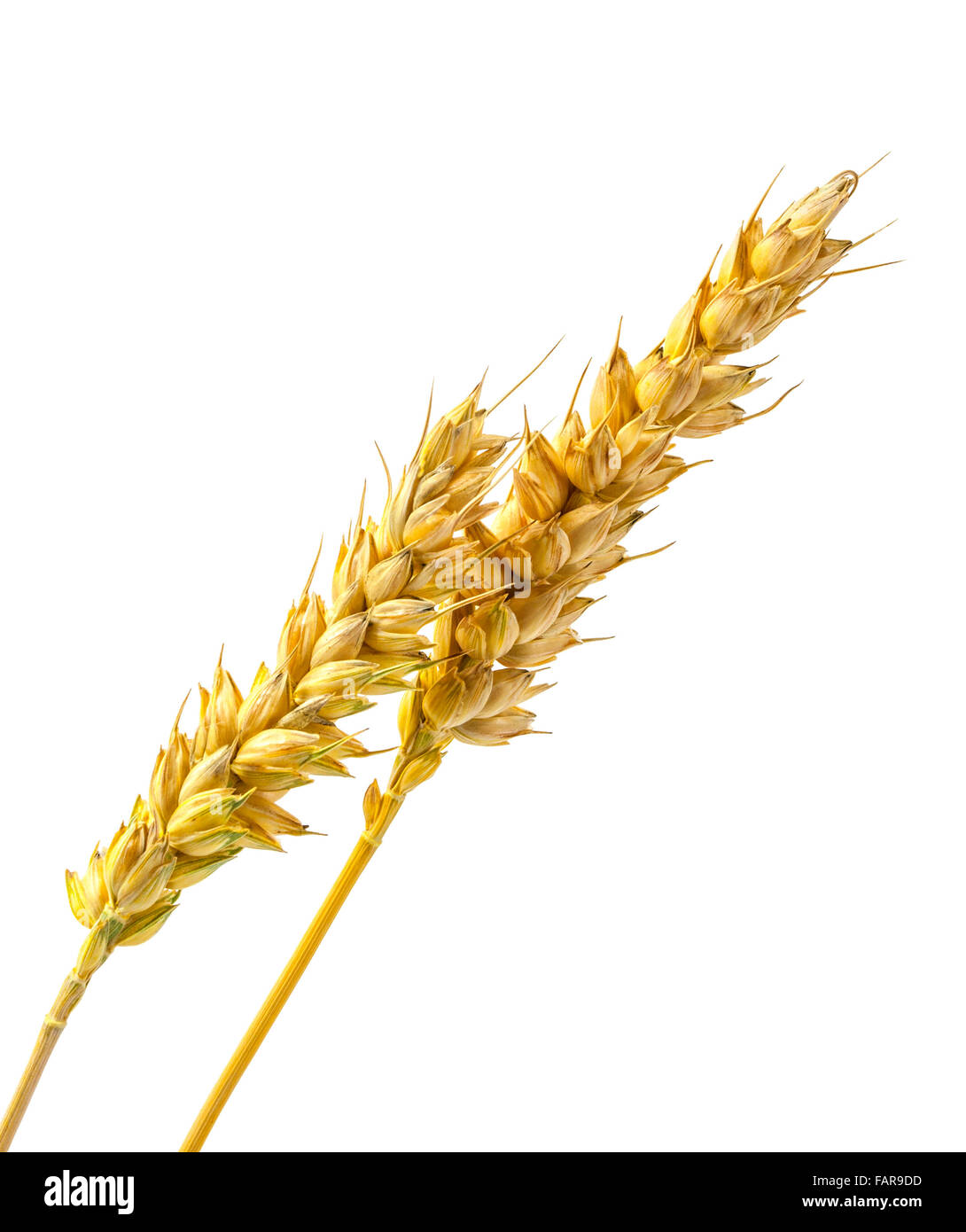 Two ears of wheat isolated on a white background Stock Photo - Alamy