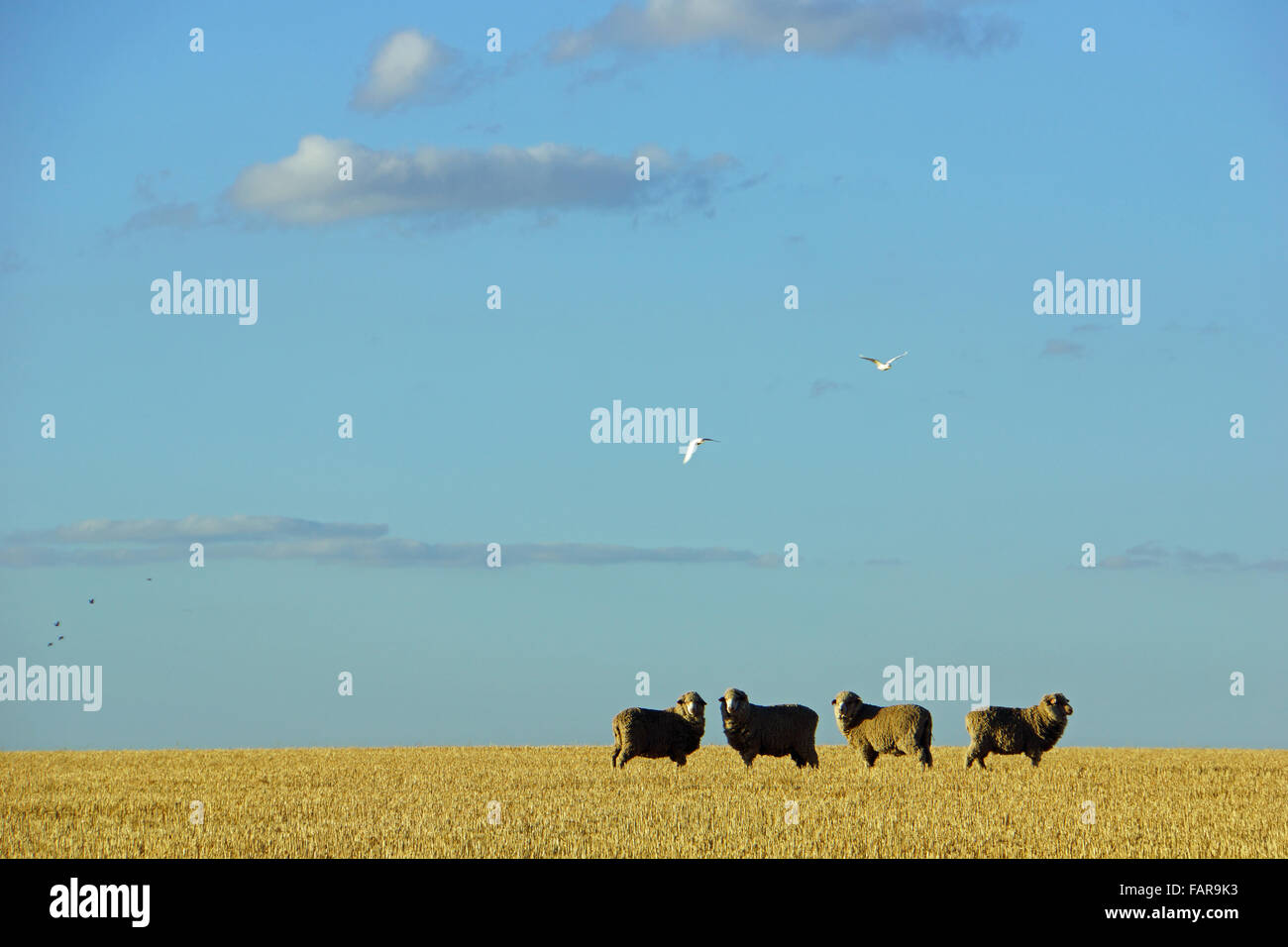 Sheep farm Australia showing sheep grazing in a field landscape with a ...