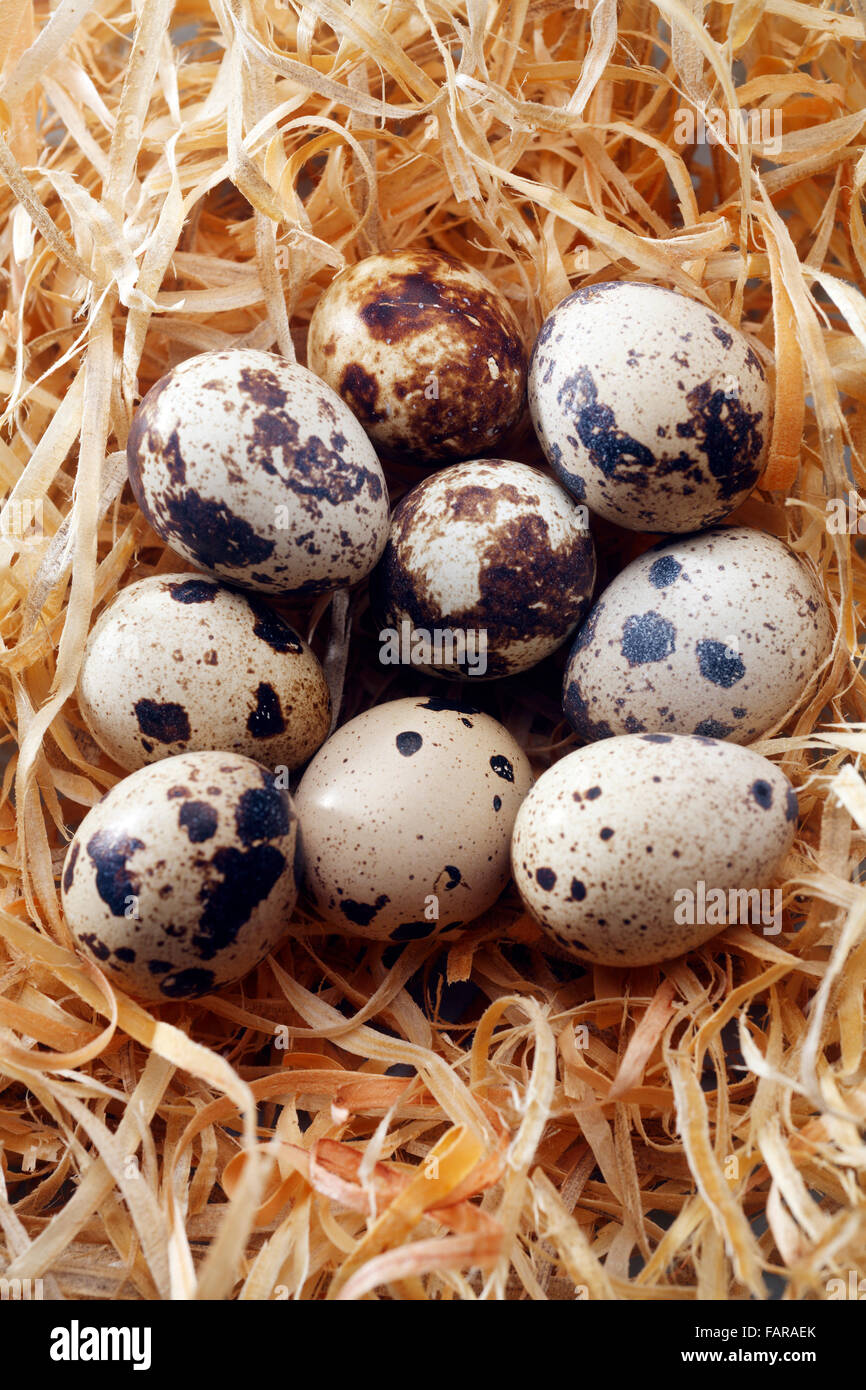 Quail eggs isolated in a nest Stock Photo - Alamy