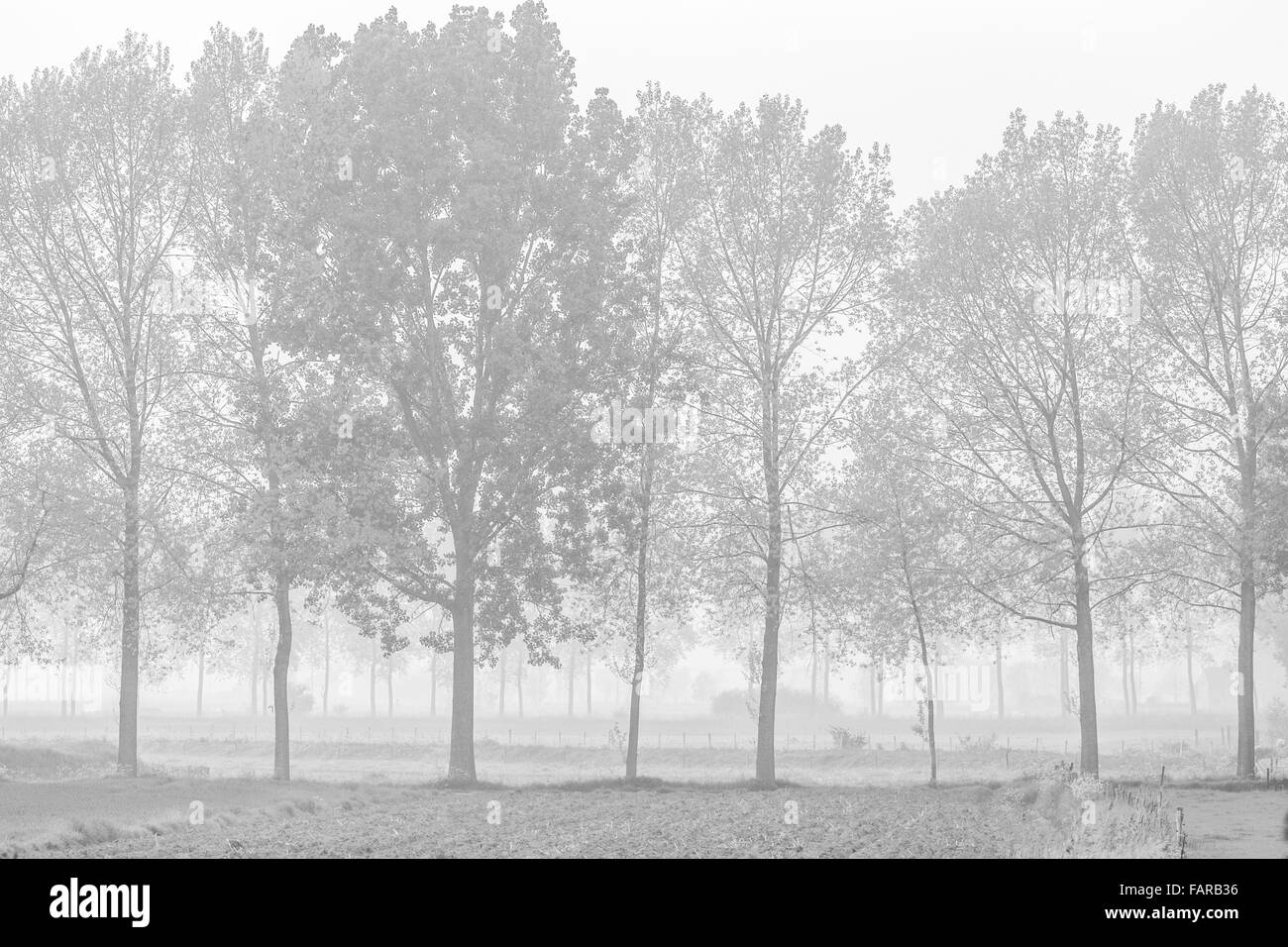 Country side fields in mist near Brugge, Belgium Stock Photo - Alamy