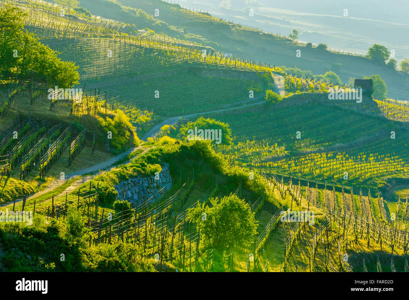 Vineyard kaysersberg france hi-res stock photography and images - Alamy