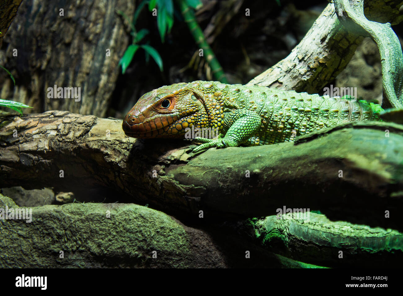 Northern Caiman Lizard, Dracaena guianensis, reptile Stock Photo - Alamy