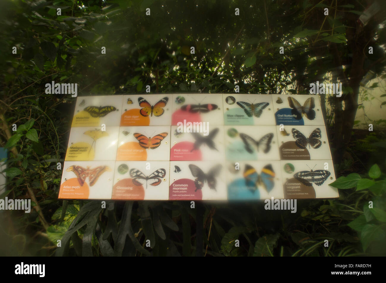 London ZooÂ´s Butterfly Paradise exhibition Stock Photo - Alamy