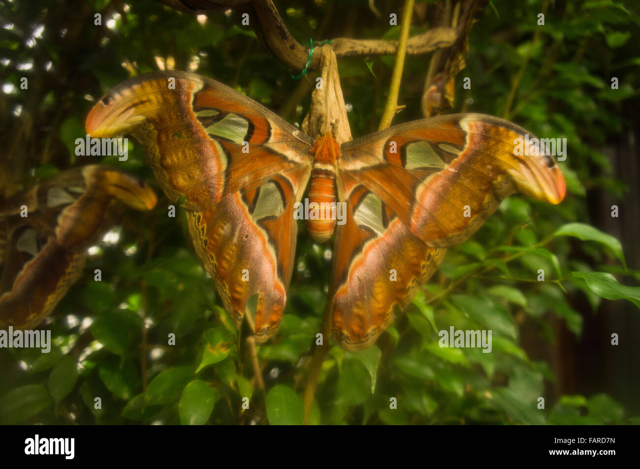 London ZooÂ´s Butterfly Paradise exhibition Stock Photo - Alamy