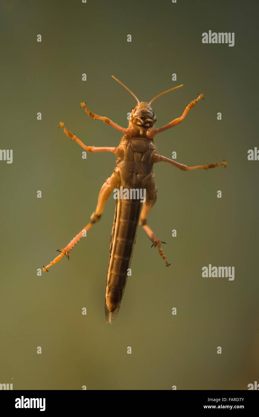 migratory locust, Locusta migratoria Stock Photo - Alamy
