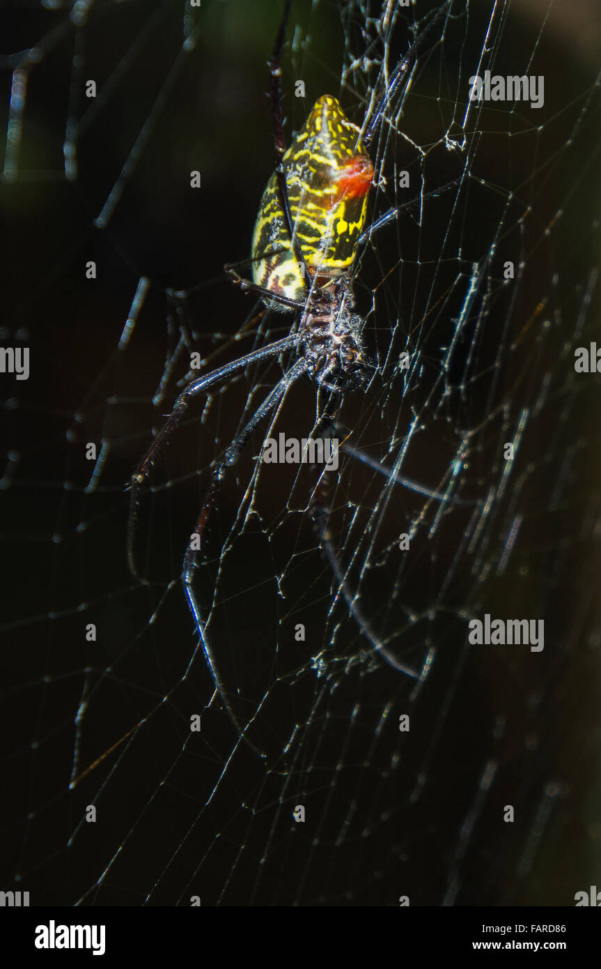 Nephila clavata joro spider hi-res stock photography and images - Alamy