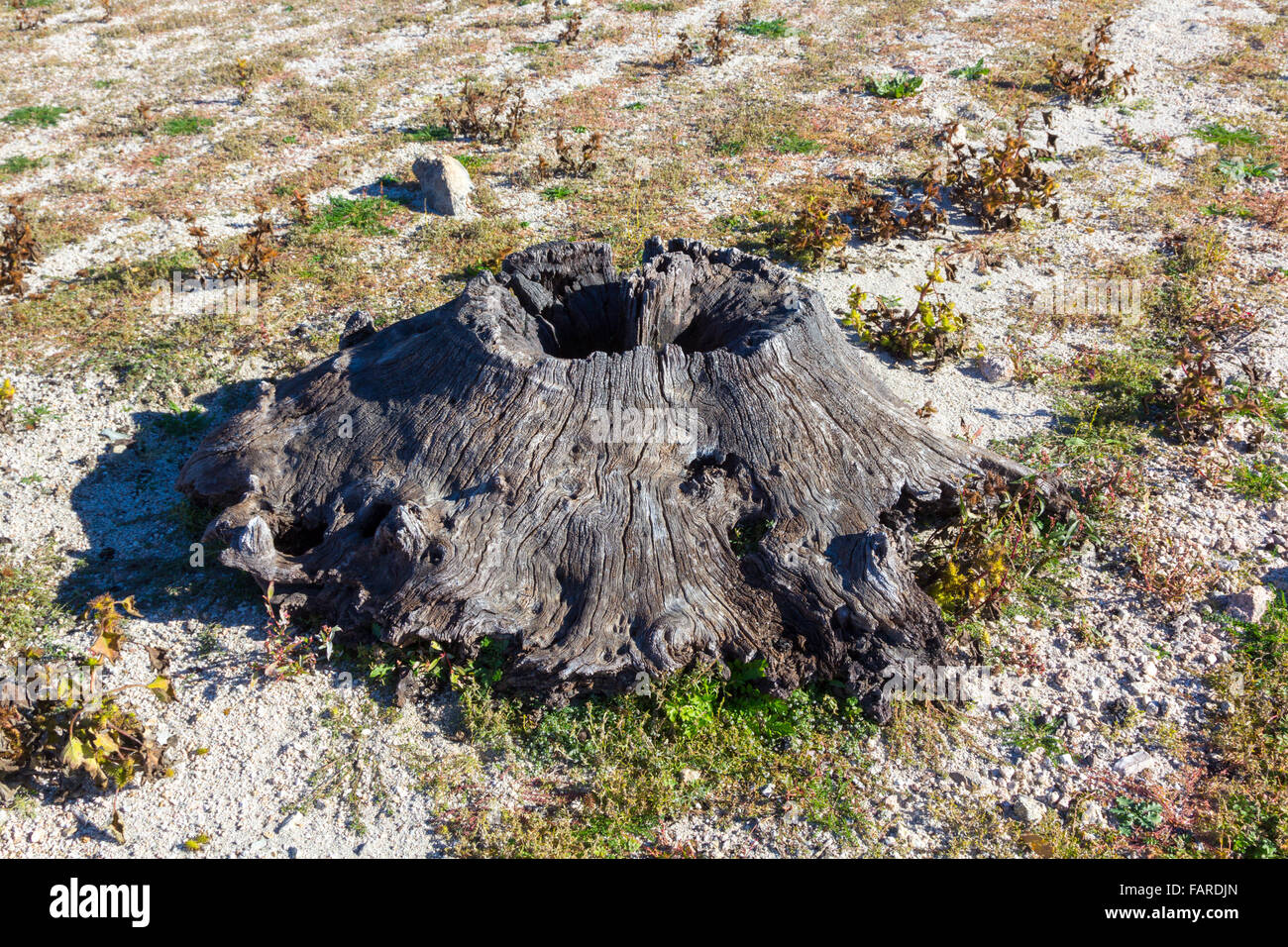 Dry tree trunk hi-res stock photography and images - Alamy