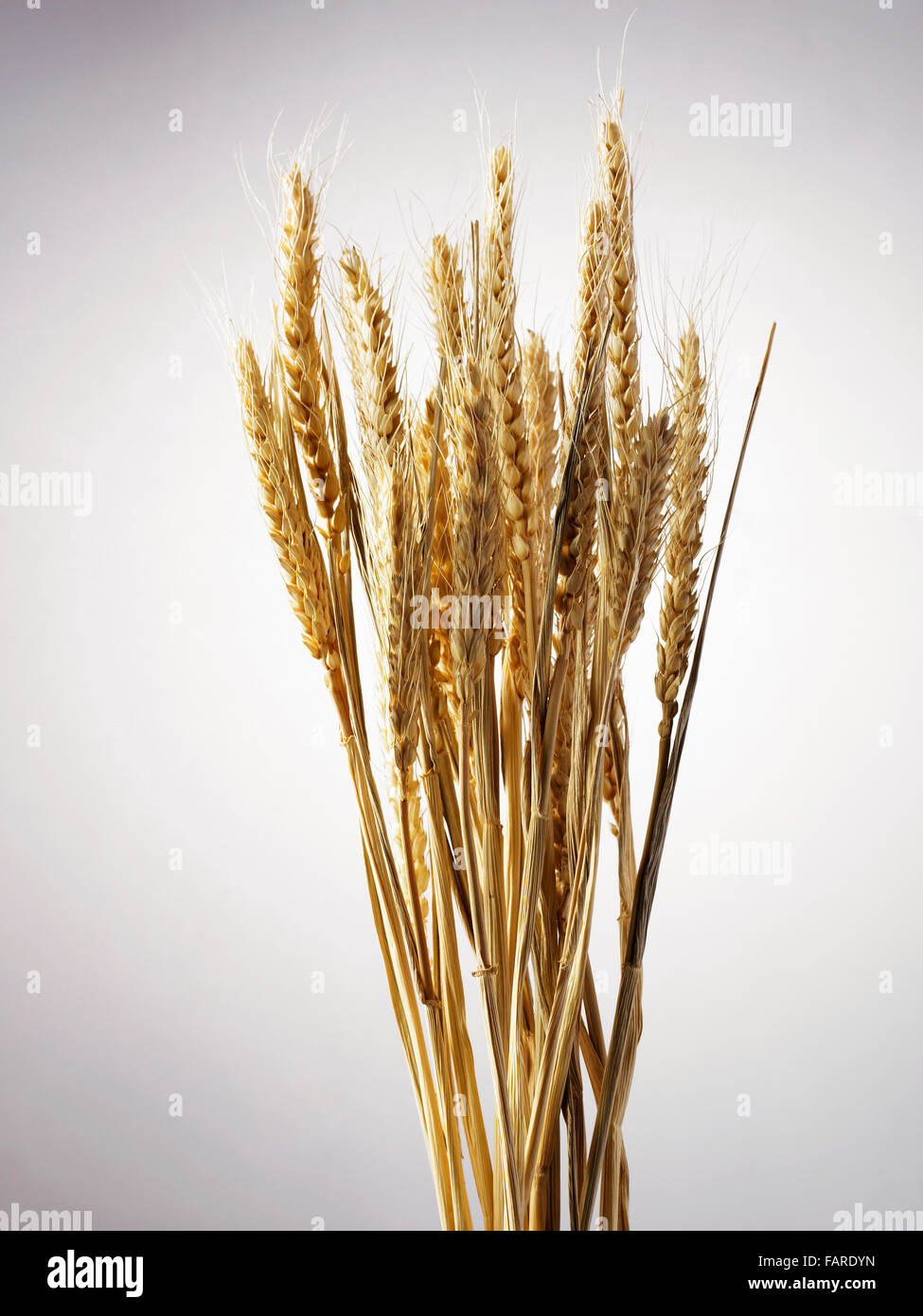Wheat stems on plain background Stock Photo - Alamy