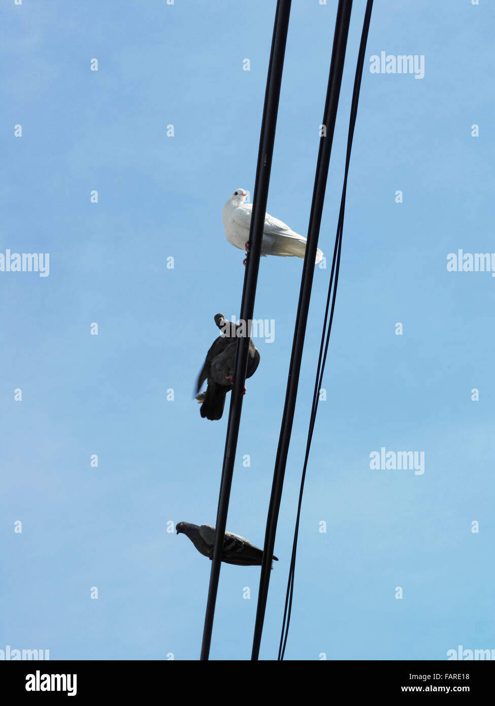 Three birds on a cable line Stock Photo - Alamy