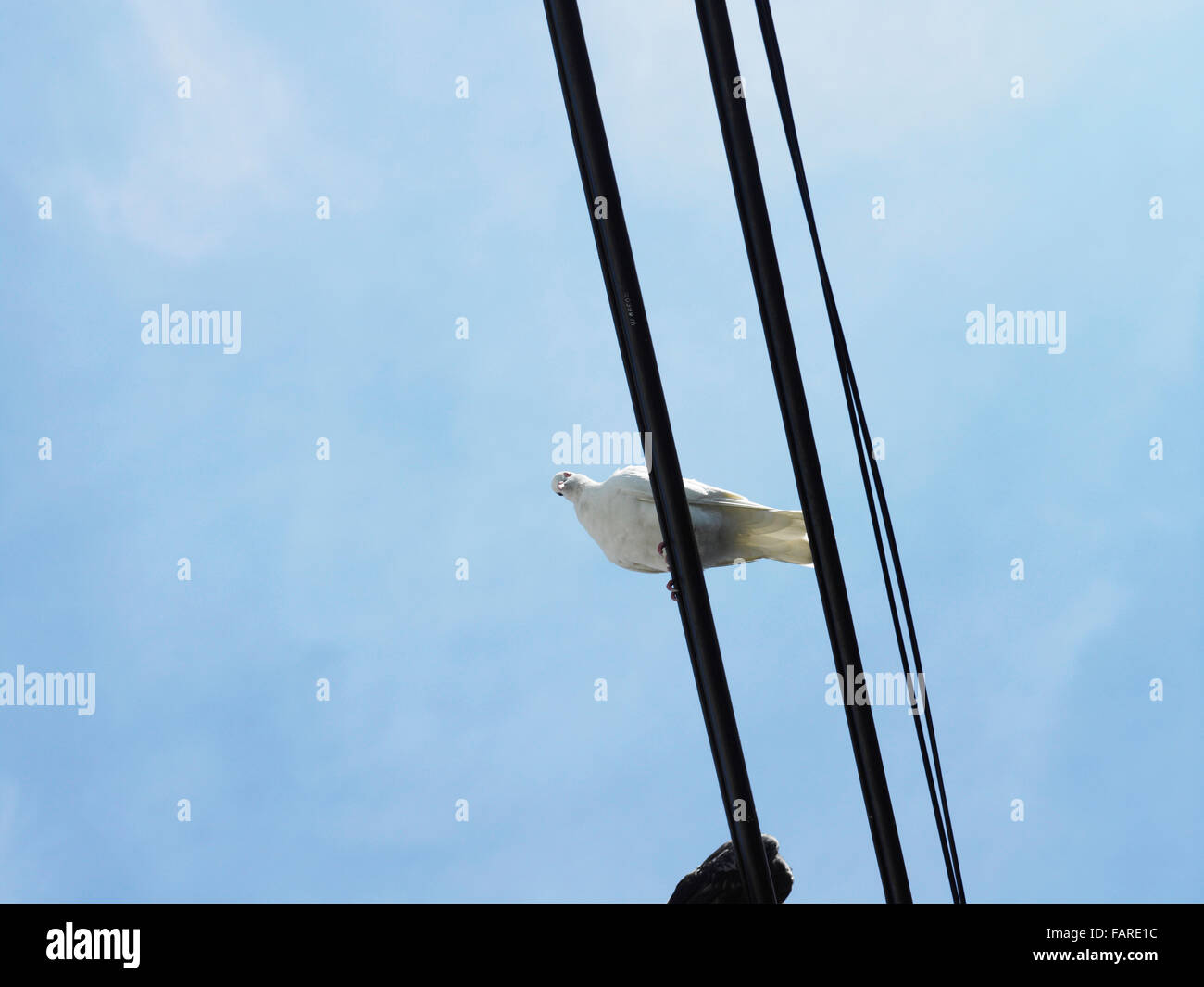 Birds on cable line Stock Photo - Alamy