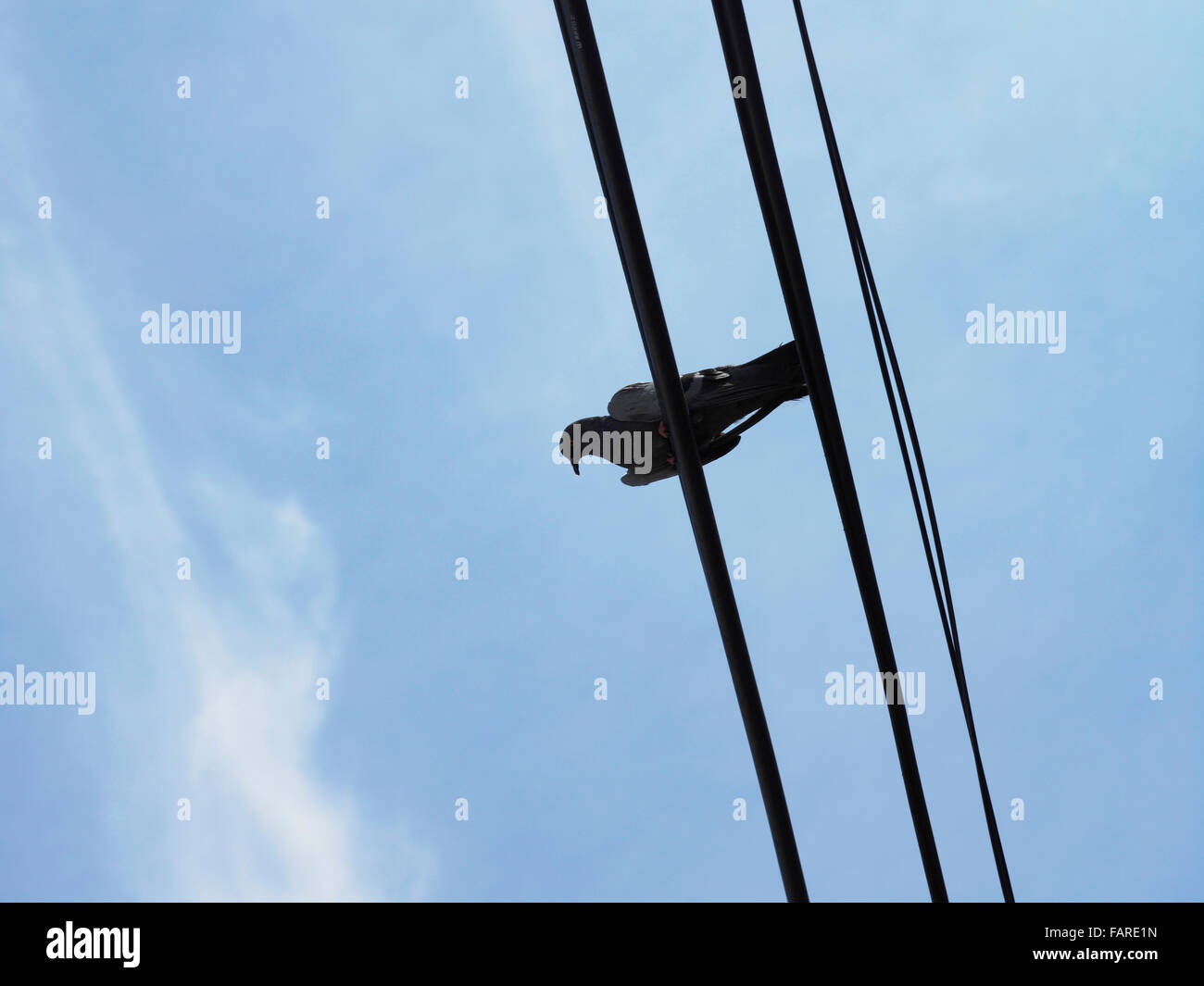 a bird on cable line Stock Photo - Alamy