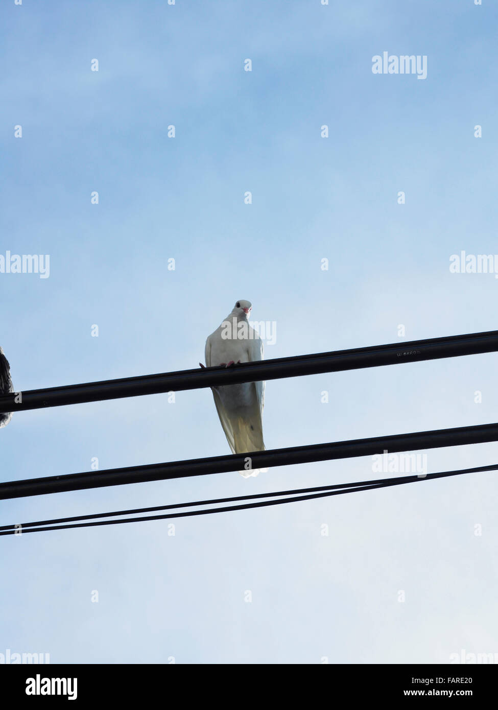 Bird on cable line Stock Photo - Alamy