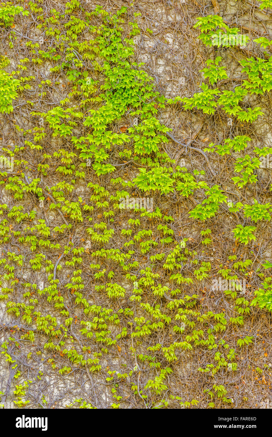 Vines on building hi-res stock photography and images - Alamy