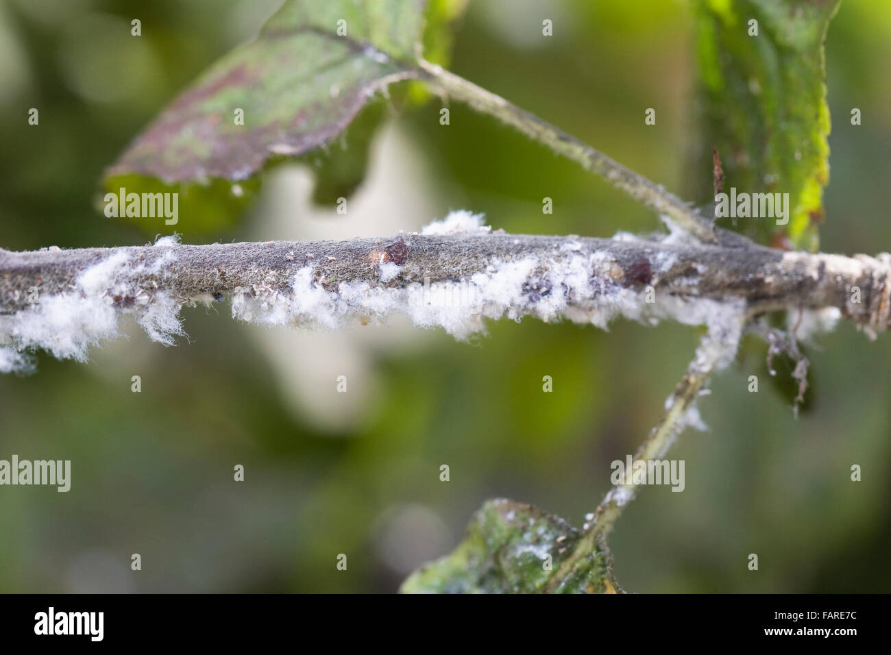 Woolly apple aphids hi-res stock photography and images - Alamy