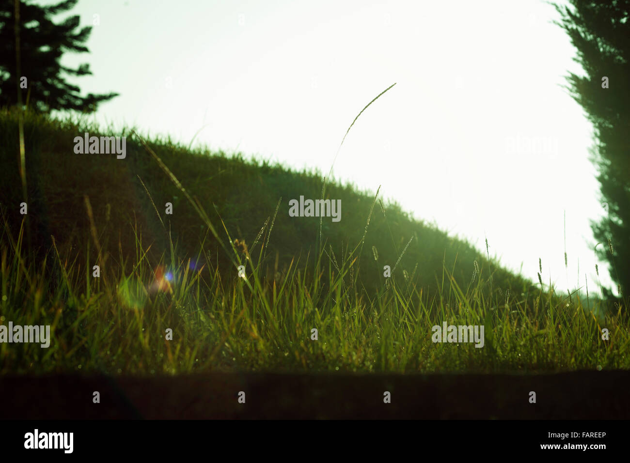 Green plains with some trees Stock Photo - Alamy