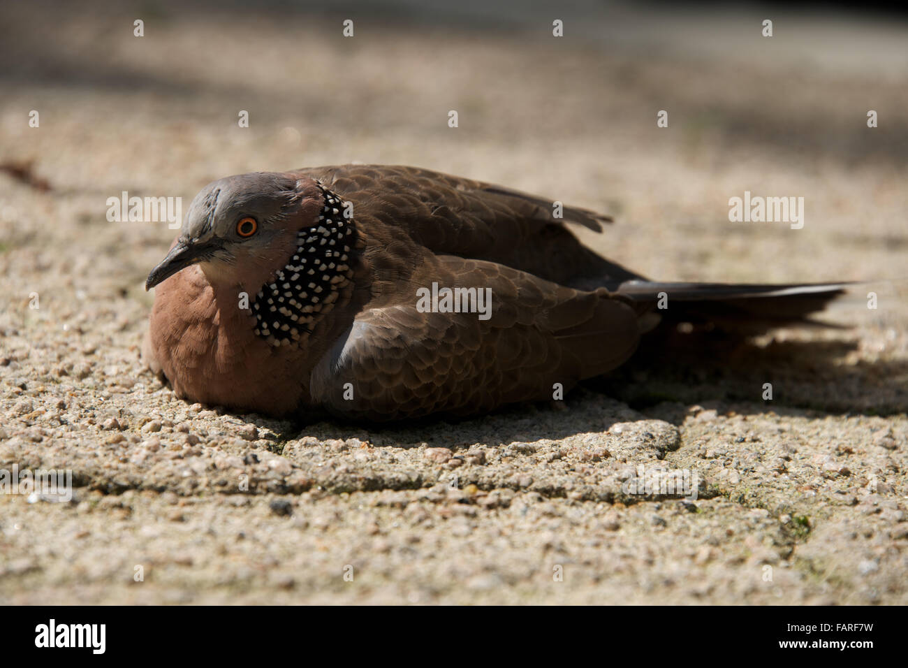 Mottled pigeon hi-res stock photography and images - Alamy