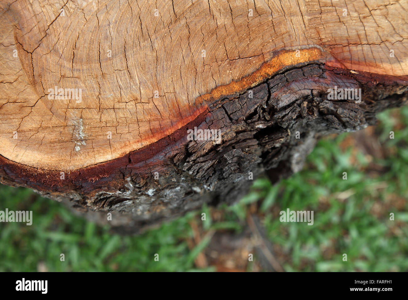 Close up of Wooden stump and its texture Stock Photo - Alamy