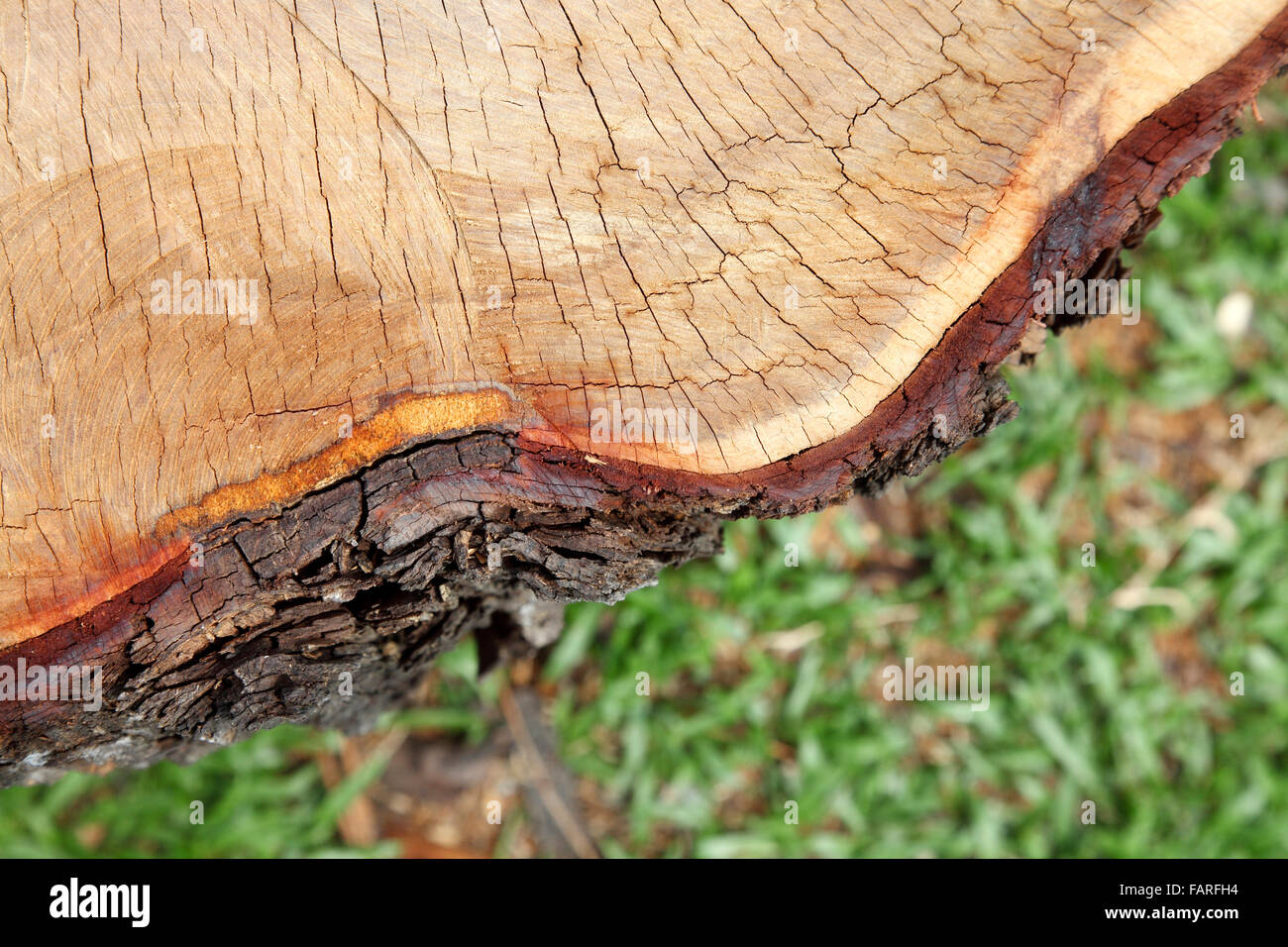Stump old wooden texture hi-res stock photography and images - Alamy