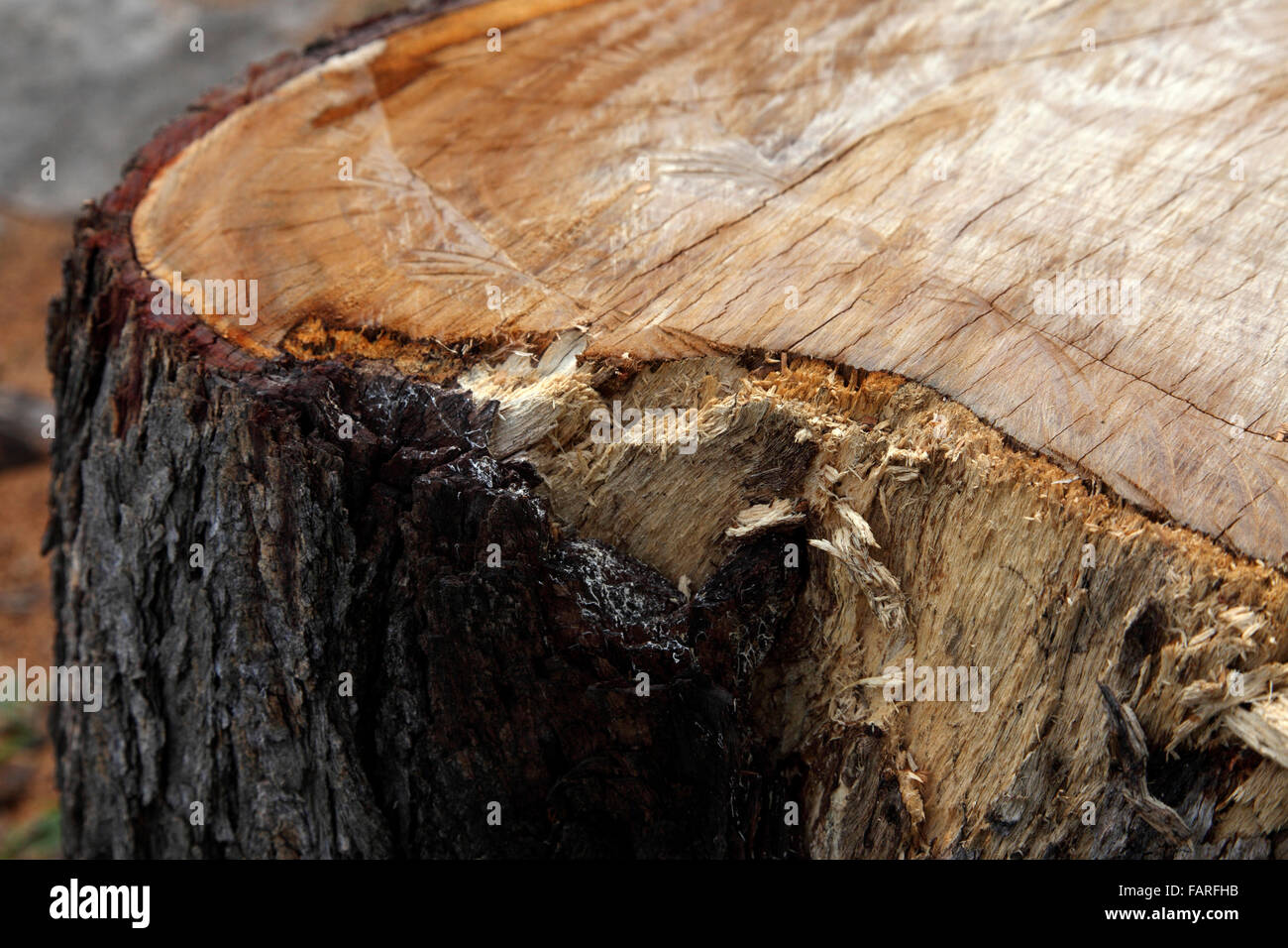 Close up of Wooden stump and its texture Stock Photo - Alamy