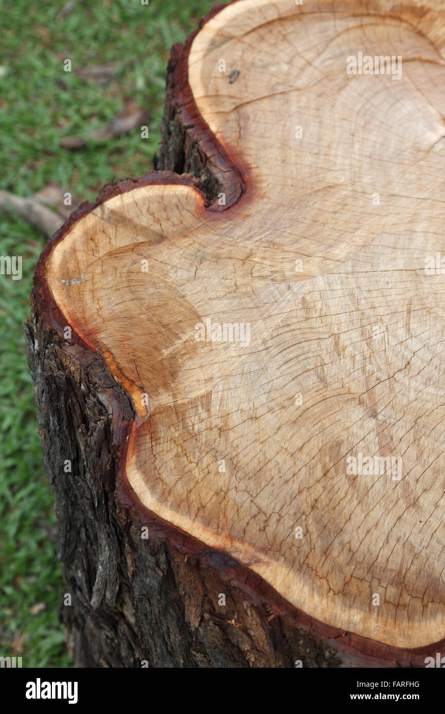 Close up of Wooden stump and its texture Stock Photo - Alamy