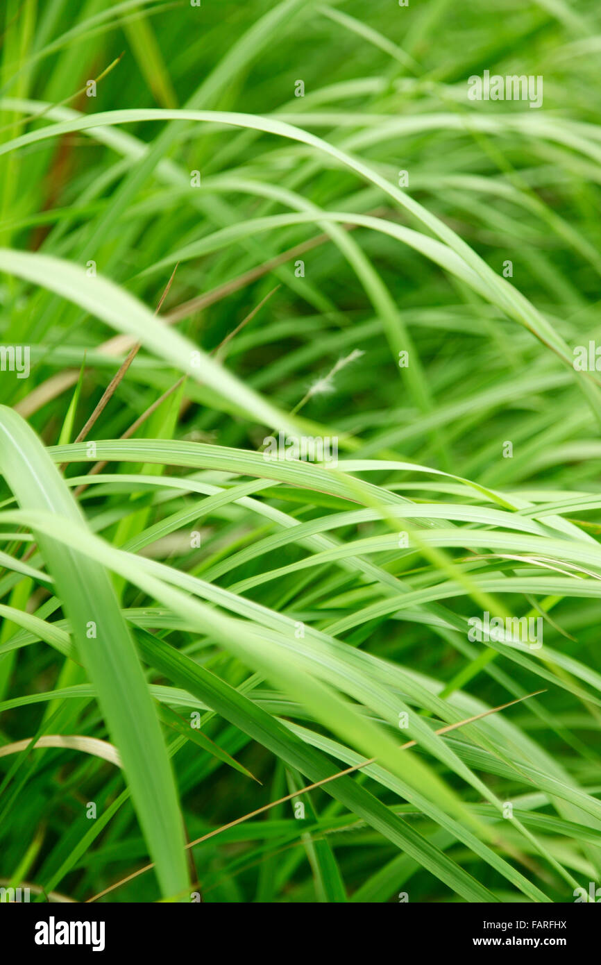 Long blades hi-res stock photography and images - Alamy