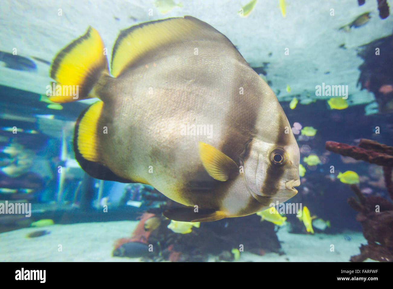 England, East Yorkshire, Kingston upon Hull, The Deep, Lagoon of Light ...