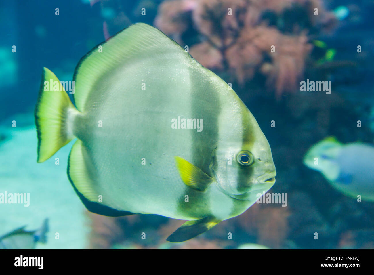 England, East Yorkshire, Kingston upon Hull, The Deep, Lagoon of Light ...