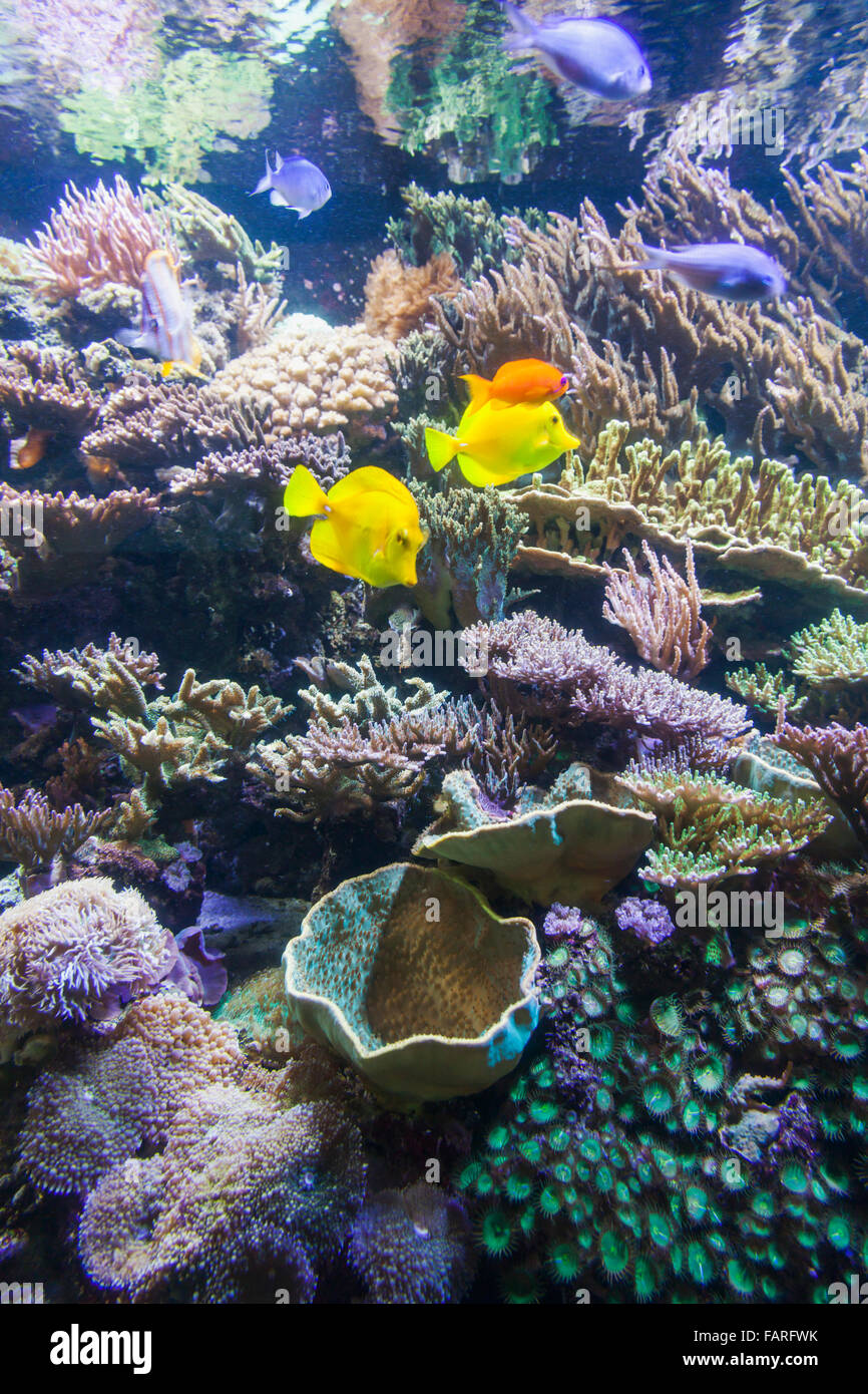 England, East Yorkshire, Kingston upon Hull, The Deep, Coral Reef Stock ...