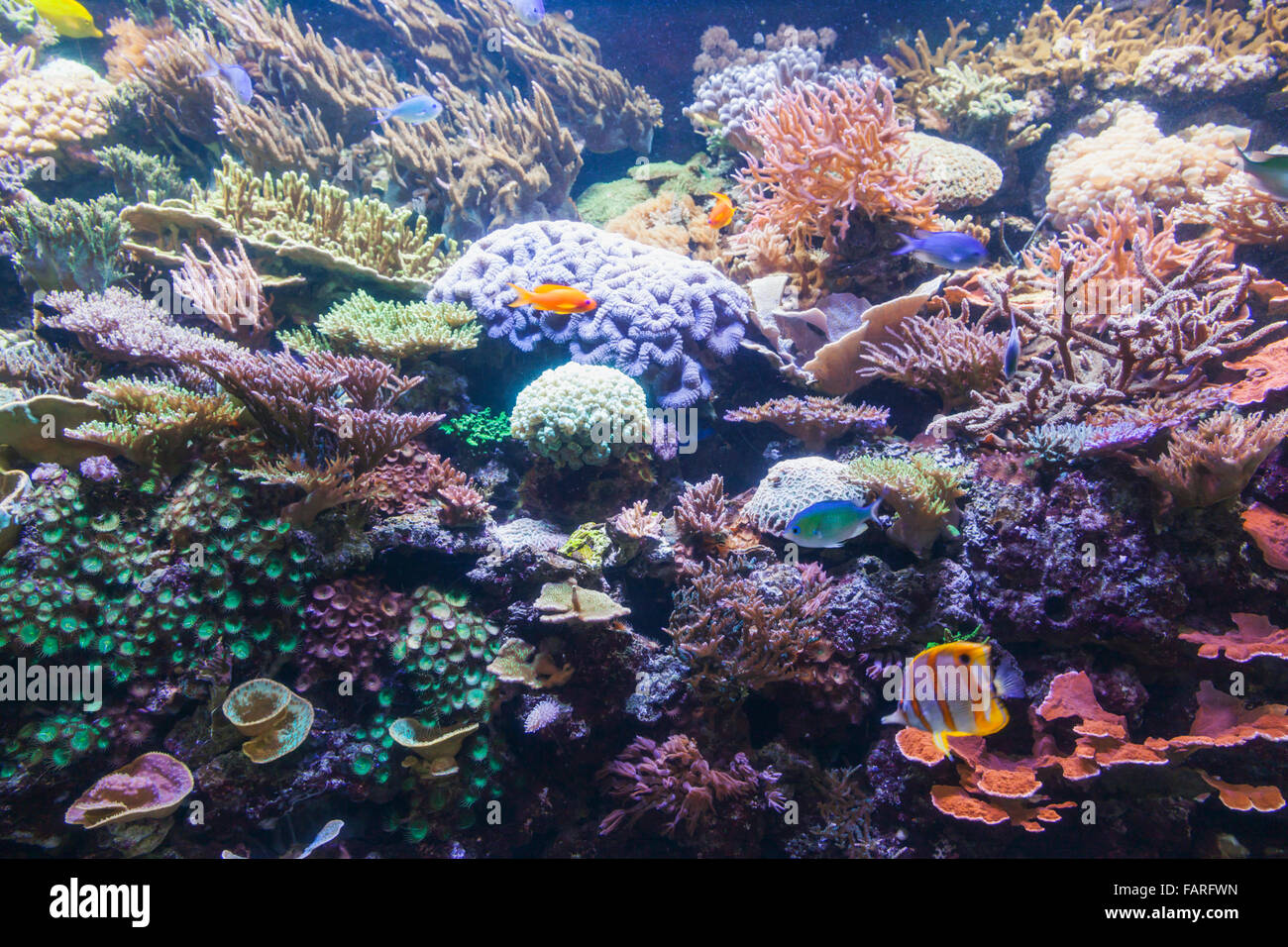 Coral reef uk britain hi-res stock photography and images - Alamy