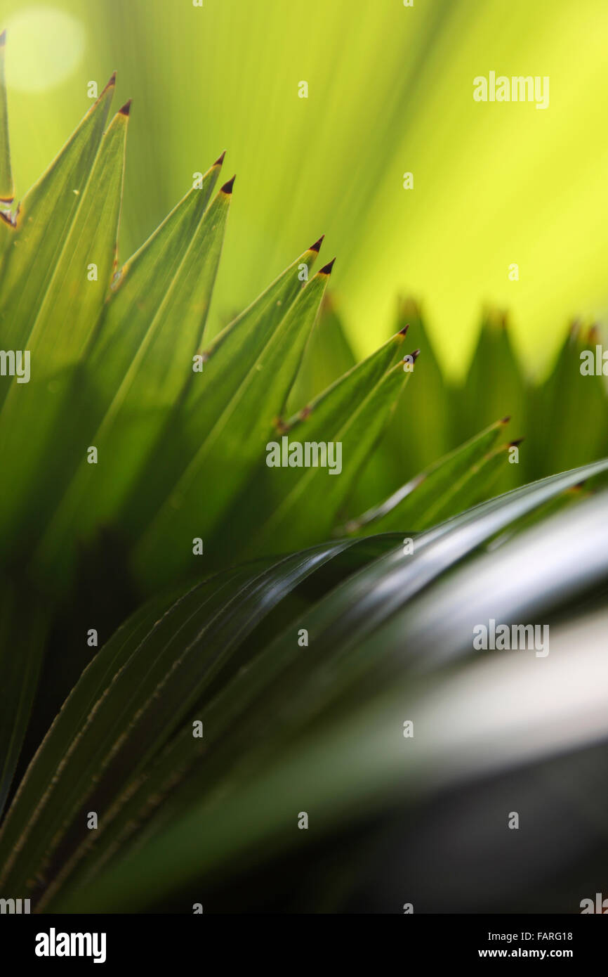 Smooth leaves hi-res stock photography and images - Alamy