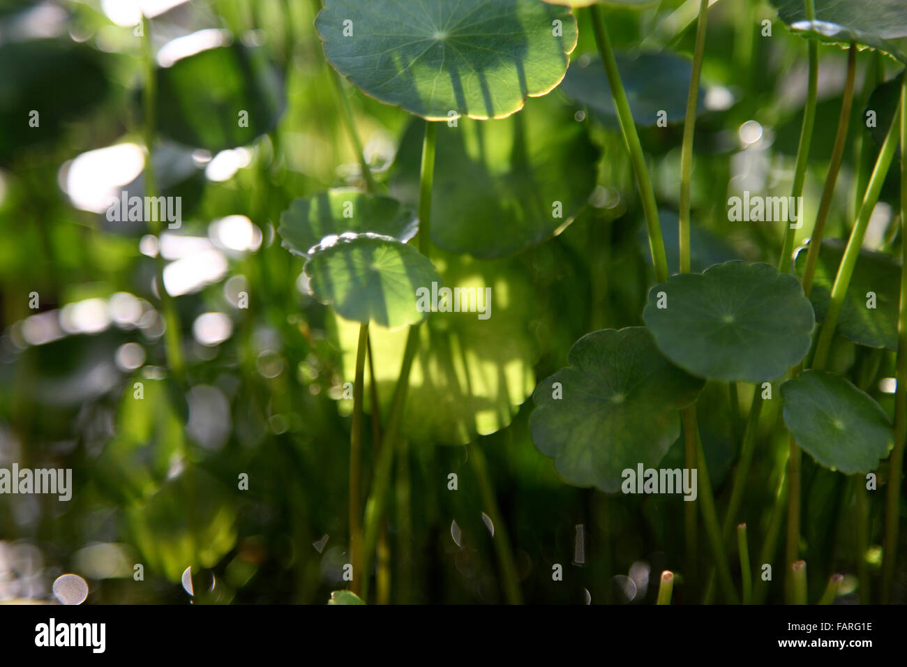 Pegaga hi-res stock photography and images - Alamy