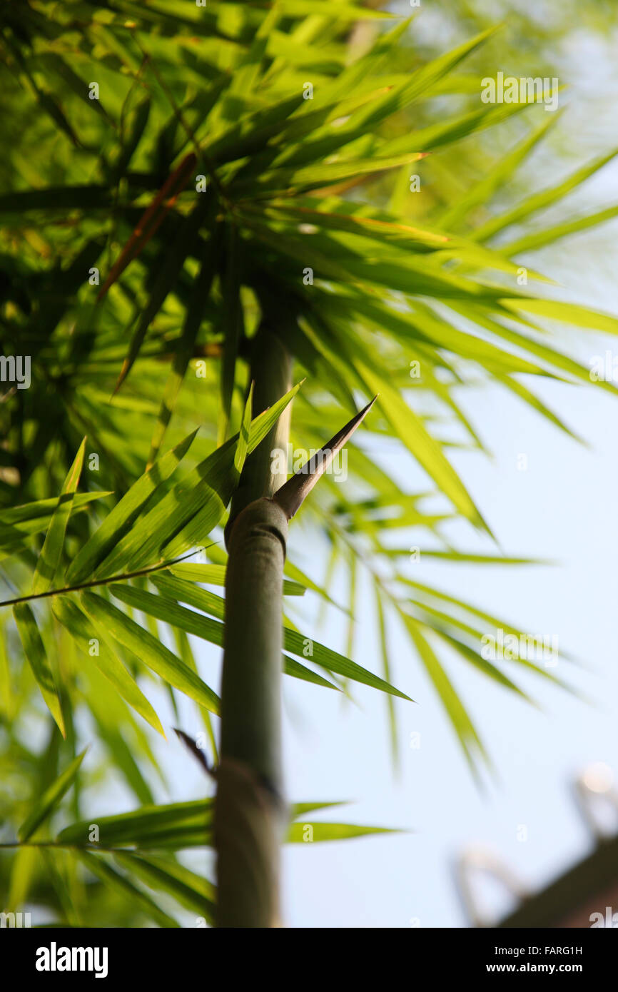 Landscape of tropical bamboo plant in garden Stock Photo - Alamy